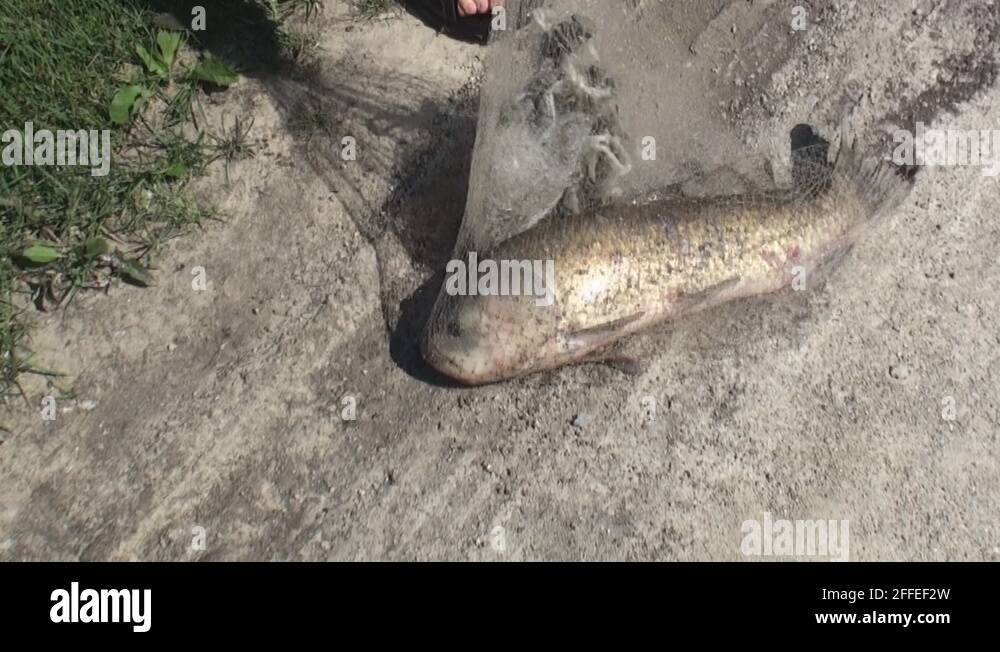 Carp catch Stock Videos & Footage - HD and 4K Video Clips - Alamy