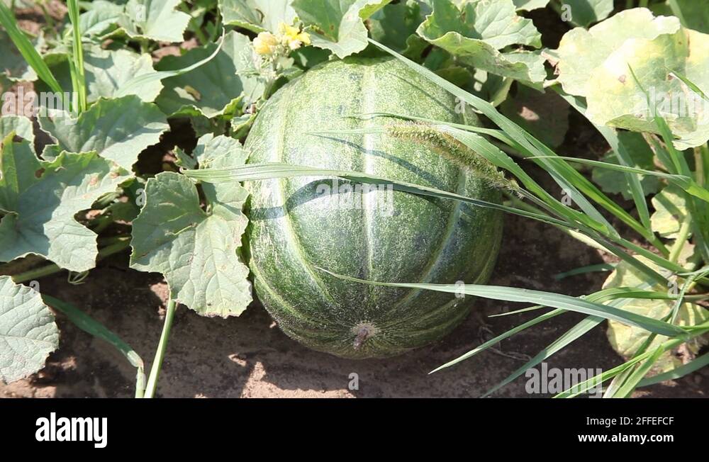 Weed melon Stock Videos & Footage - HD and 4K Video Clips - Alamy