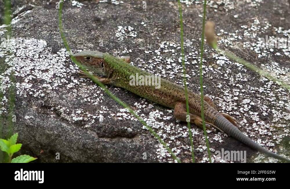 Green grass lizard Stock Videos & Footage - HD and 4K Video Clips - Alamy