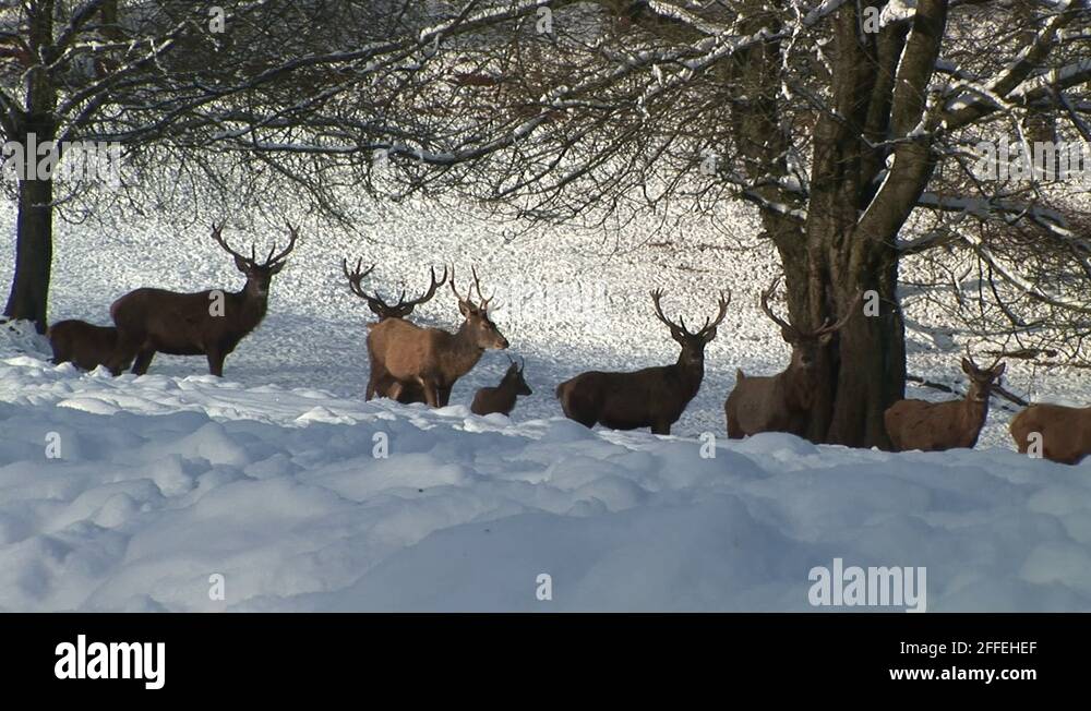 Fallow deer stag snow Stock Videos & Footage - HD and 4K Video Clips ...