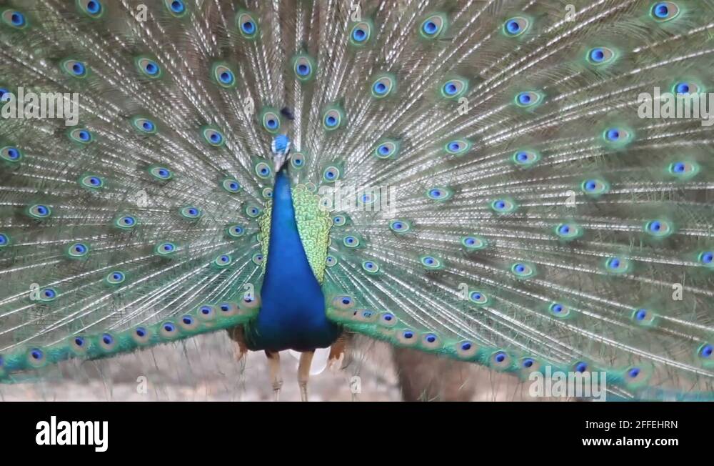 Calling peacock Stock Videos & Footage - HD and 4K Video Clips - Alamy