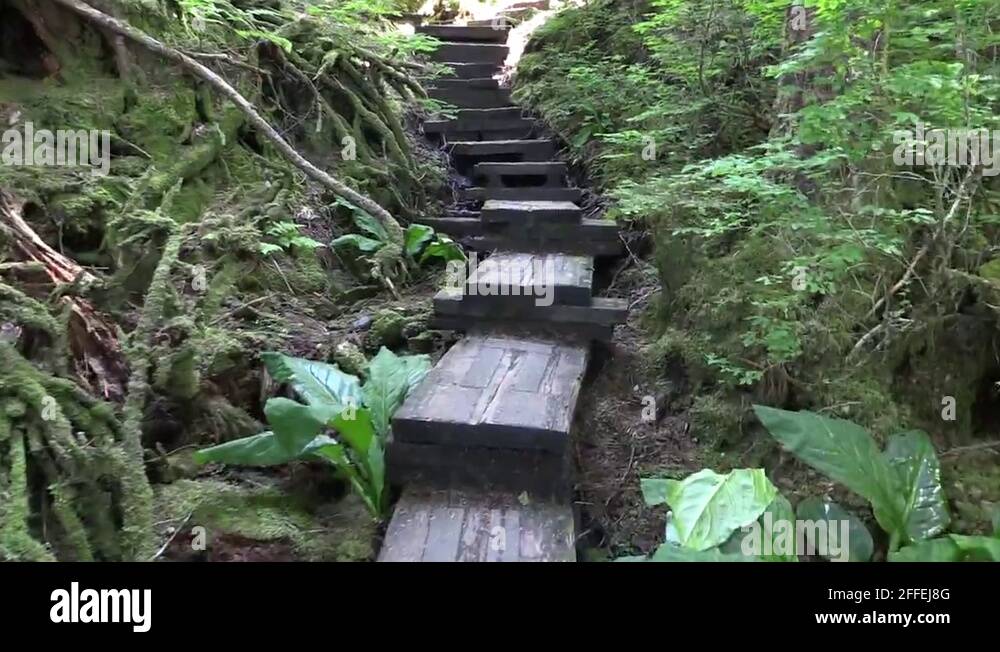 Trees for erosion control Stock Videos & Footage - HD and 4K Video ...