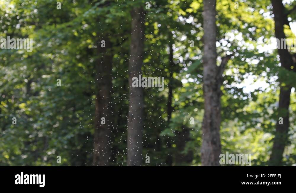 Swarm of midges Stock Videos & Footage - HD and 4K Video Clips - Alamy