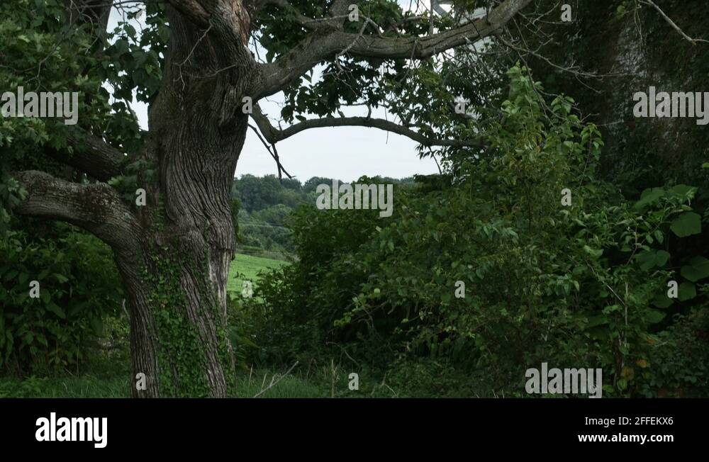 Sagging tree Stock Videos & Footage - HD and 4K Video Clips - Alamy