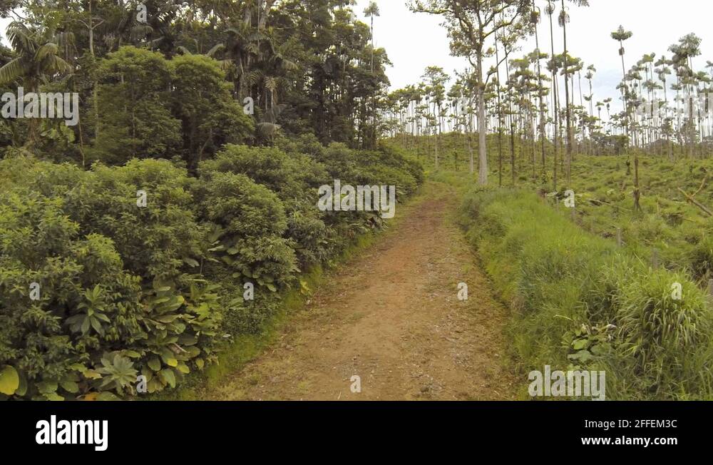 Tropical rainforest converted to a cattle farm Stock Video Footage - Alamy