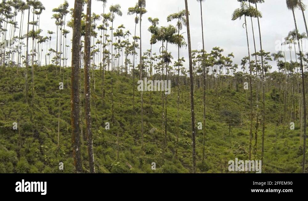 Tropical rainforest converted to a cattle farm Stock Video Footage - Alamy