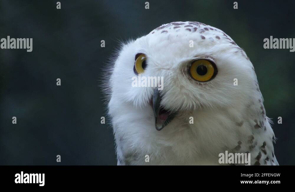 Hedwig the owl Stock Videos & Footage - HD and 4K Video Clips - Alamy