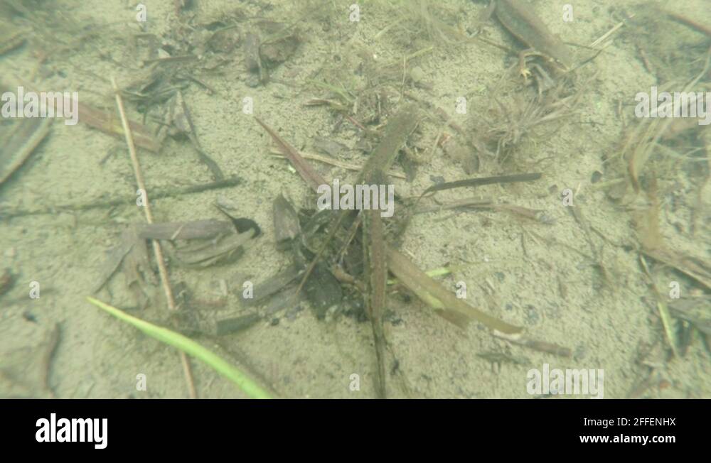 newts top view of the mating season Stock Video Footage - Alamy