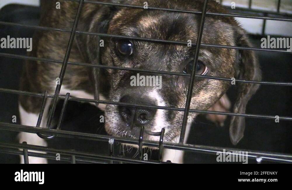A pitiful little dog in a cage looking very sad Stock Video Footage - Alamy