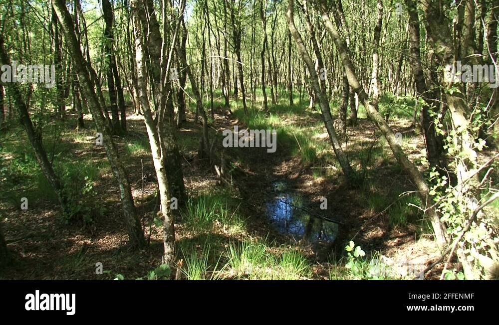 Marsh drainage Stock Videos & Footage - HD and 4K Video Clips - Alamy