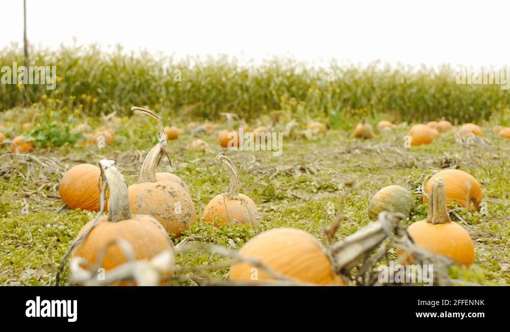 Girls holding pumpkins Stock Videos & Footage - HD and 4K Video Clips ...