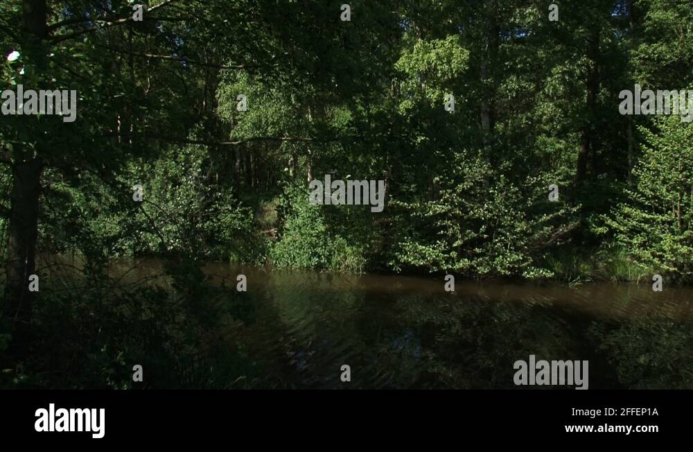 Birch bridge Stock Videos & Footage - HD and 4K Video Clips - Alamy