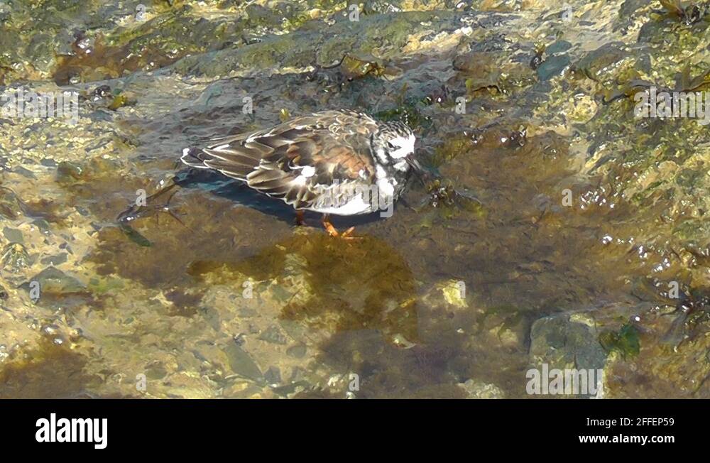 Bird stretching wing Stock Videos & Footage - HD and 4K Video Clips - Alamy