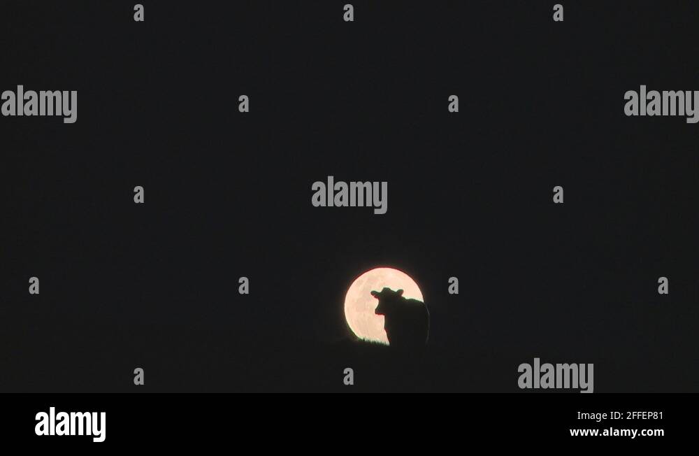 Cow and moon Stock Videos & Footage - HD and 4K Video Clips - Alamy