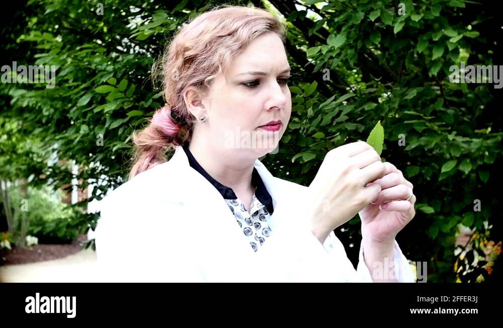 Study leaf Stock Videos & Footage - HD and 4K Video Clips - Alamy