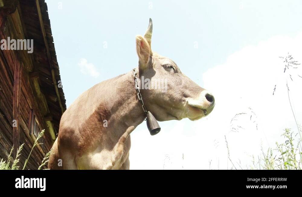 cow from the bottom up close up against the sky Stock Video Footage - Alamy