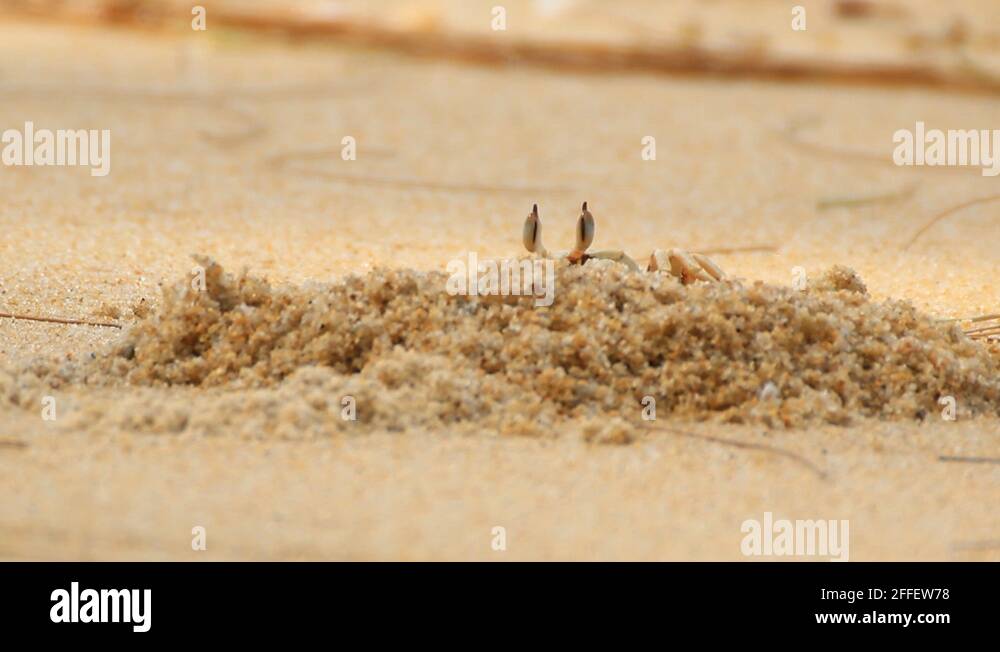 Crustacean burrow Stock Videos & Footage - HD and 4K Video Clips - Alamy