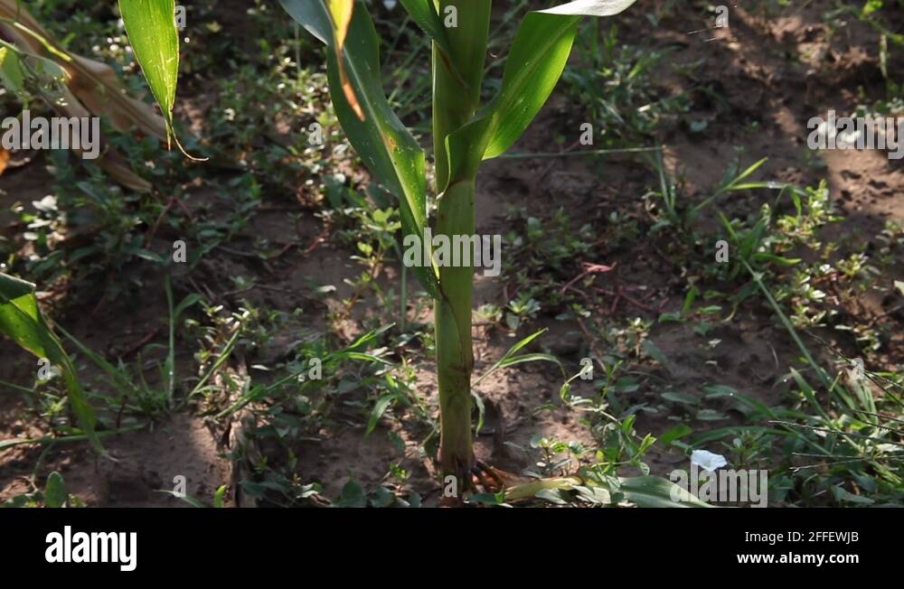 Corn field, female inflorescence with young silk,full grown maize ...