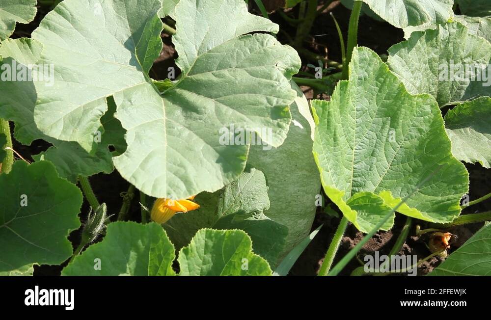 Farm land weeds Stock Videos & Footage - HD and 4K Video Clips - Alamy