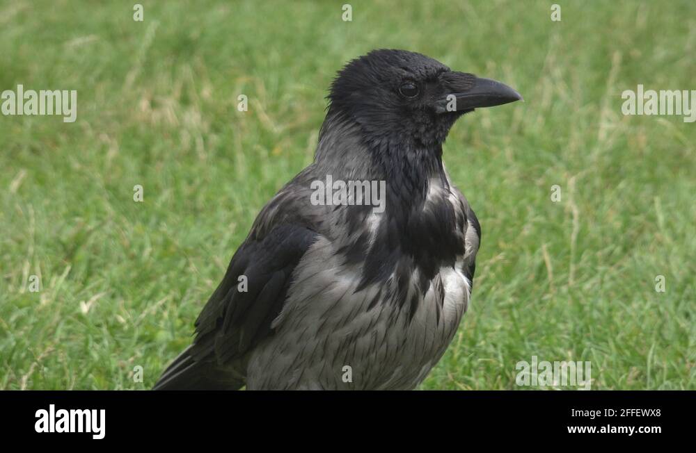 Raven bird beautiful Stock Videos & Footage - HD and 4K Video Clips - Alamy