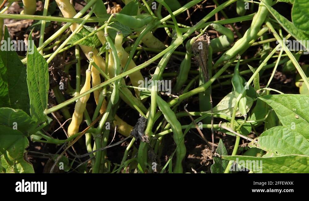 Fresh bean pods in vegetable garden, cultivation, farming, farm land ...