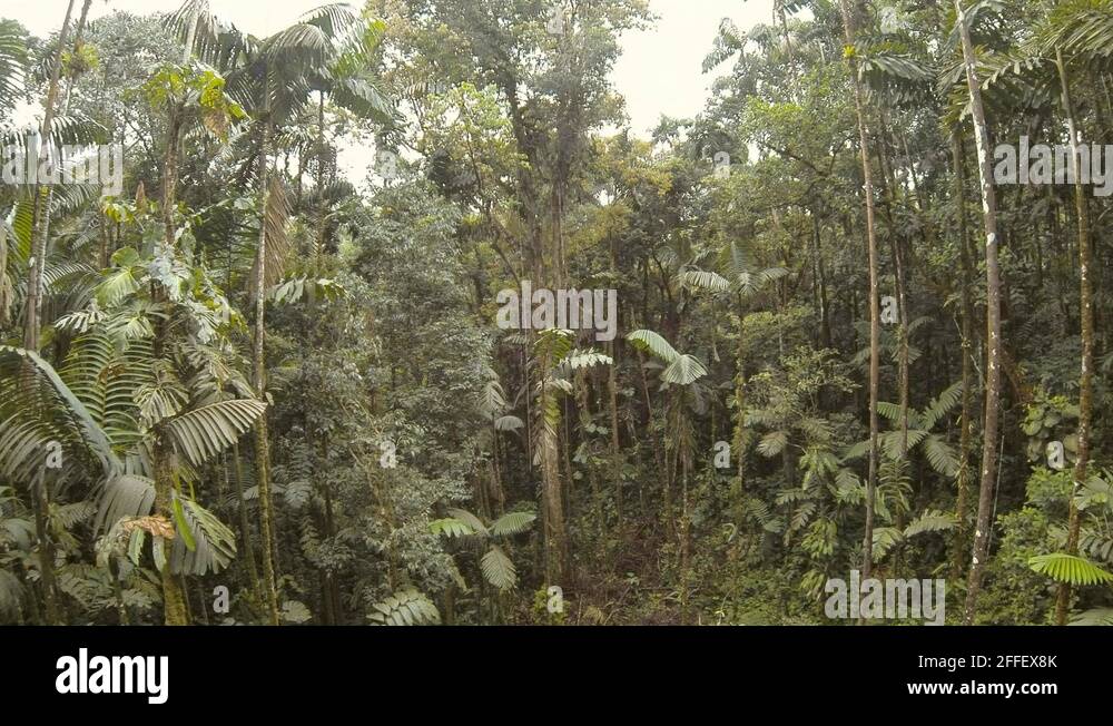 Tree gap in a rainforest Stock Videos & Footage - HD and 4K Video Clips ...