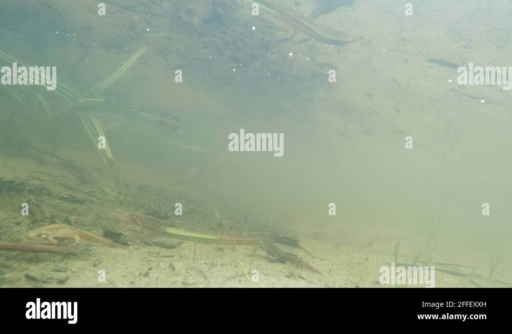 newts stolidly sitting in water Stock Video Footage - Alamy