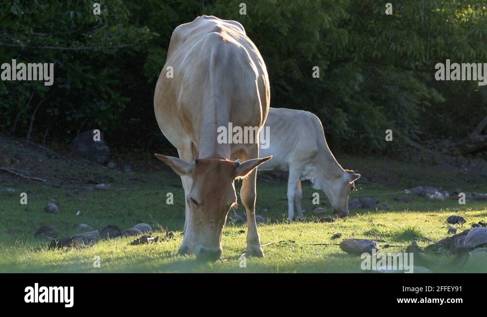 Grazing herbivores Stock Videos & Footage - HD and 4K Video Clips - Alamy