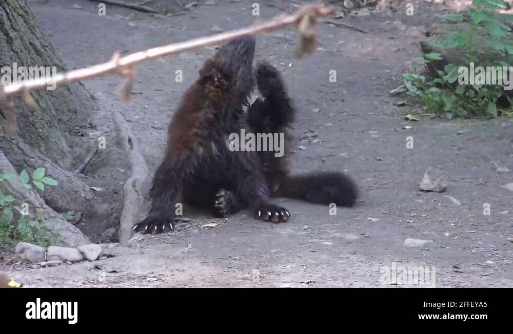 Wolverine on tree Stock Videos & Footage - HD and 4K Video Clips - Alamy