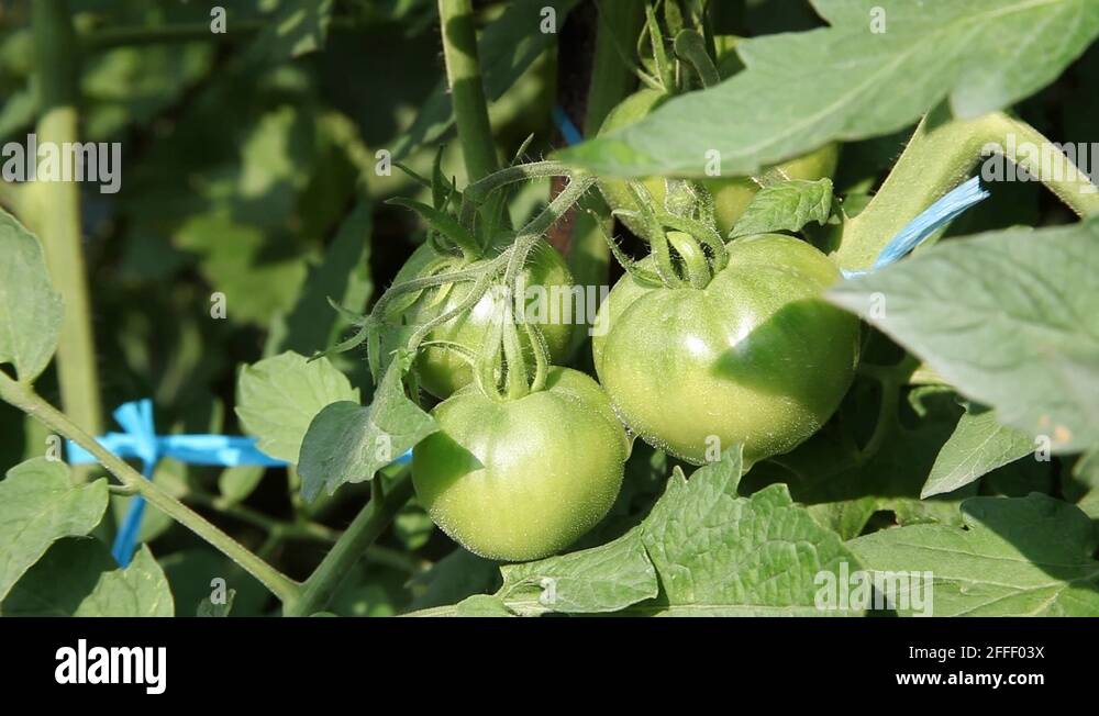 Vine vegetable Stock Videos & Footage - HD and 4K Video Clips - Alamy