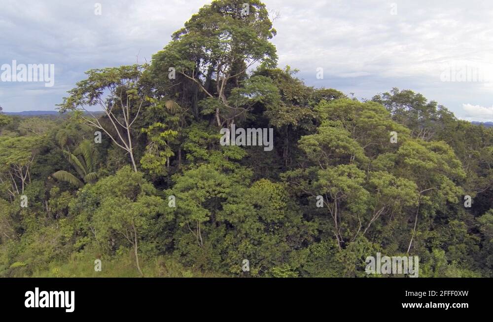 Emergent tree Stock Videos & Footage - HD and 4K Video Clips - Alamy