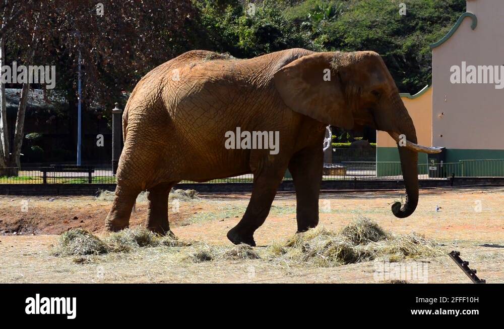 Elephant eating hay Stock Videos & Footage - HD and 4K Video Clips - Alamy
