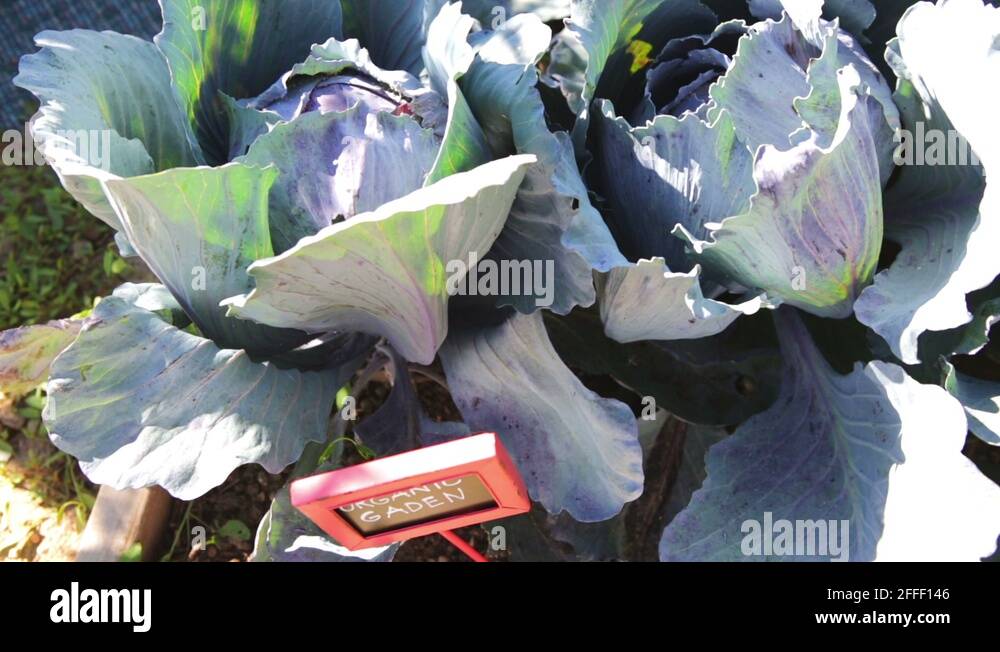 Biennial garden plants Stock Videos & Footage - HD and 4K Video Clips ...