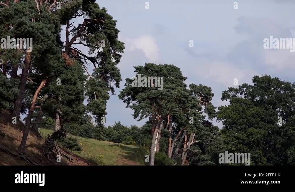 Conifer woodlands Stock Videos & Footage - HD and 4K Video Clips - Alamy