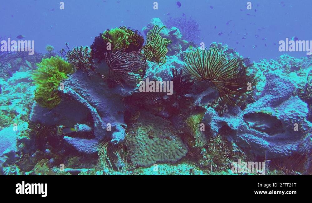 Coral reef echinoderm fish Stock Videos & Footage - HD and 4K Video ...