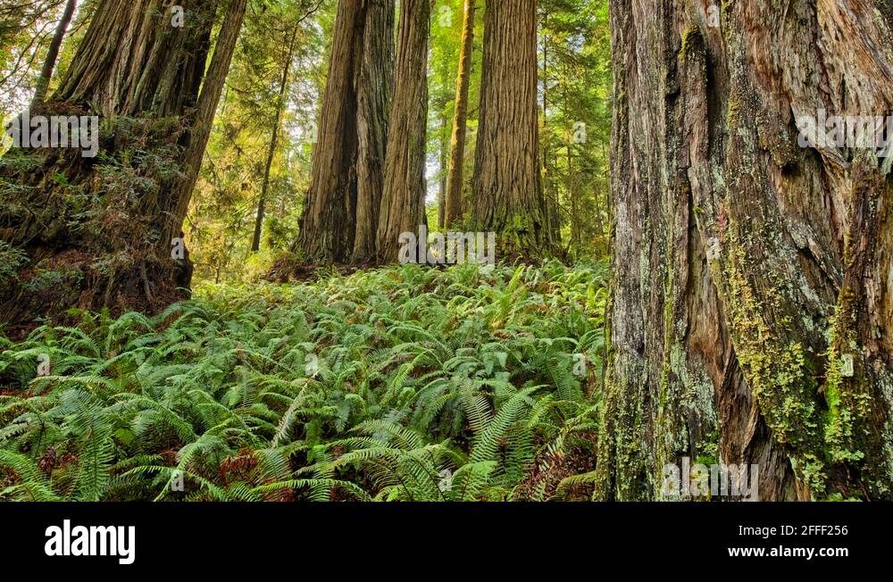 Redwoods redwood trees Stock Videos & Footage - HD and 4K Video Clips ...