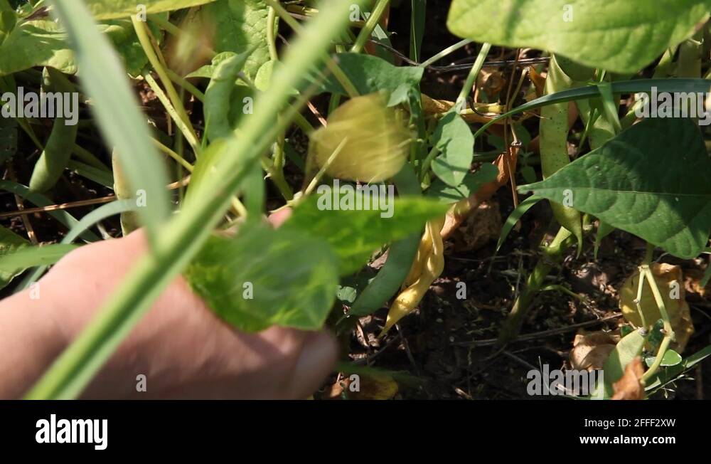 Snap bean Stock Videos & Footage - HD and 4K Video Clips - Alamy