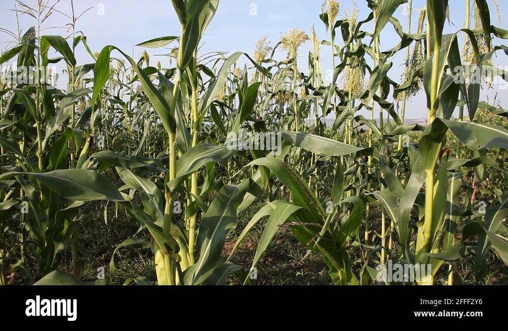 Maize rows Stock Videos & Footage - HD and 4K Video Clips - Alamy