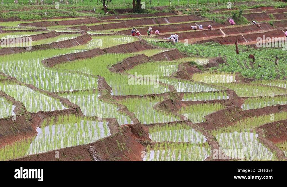 Thailand rain rice terrace Stock Videos & Footage - HD and 4K Video ...