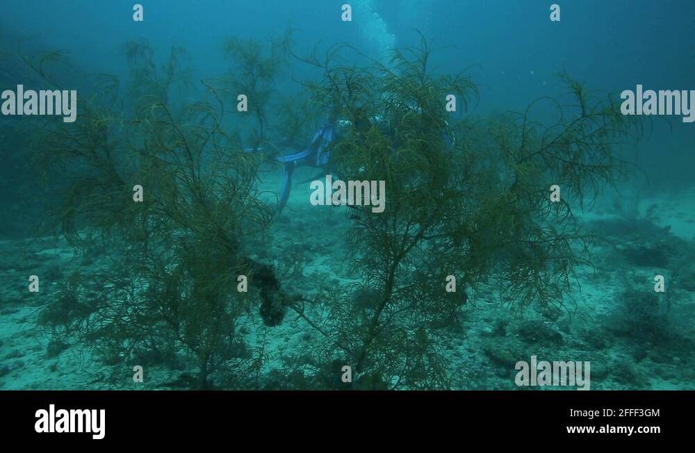 Habitat ocean floor Stock Videos & Footage - HD and 4K Video Clips - Alamy