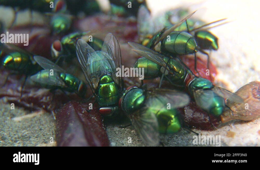 Rotten meat Stock Videos & Footage - HD and 4K Video Clips - Alamy