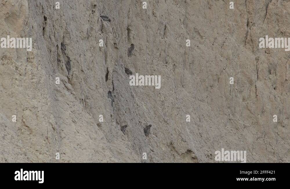 Sparrow farm Stock Videos & Footage - HD and 4K Video Clips - Alamy