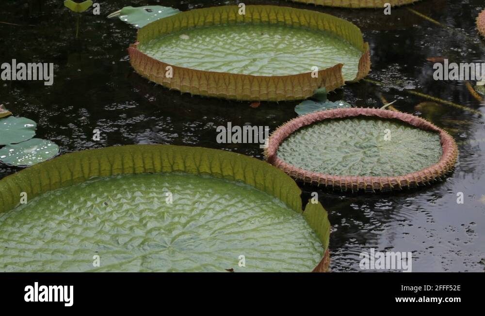 Victoria cruziana Stock Videos & Footage - HD and 4K Video Clips - Alamy