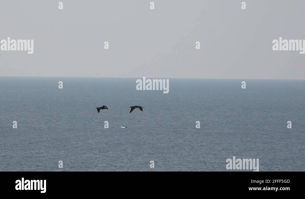 Birds fly over the sea ocean migration, 4k Stock Video Footage - Alamy