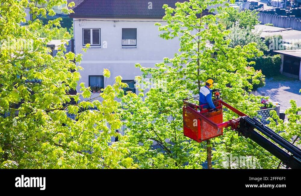 Cutting trees in city Stock Videos & Footage - HD and 4K Video Clips ...