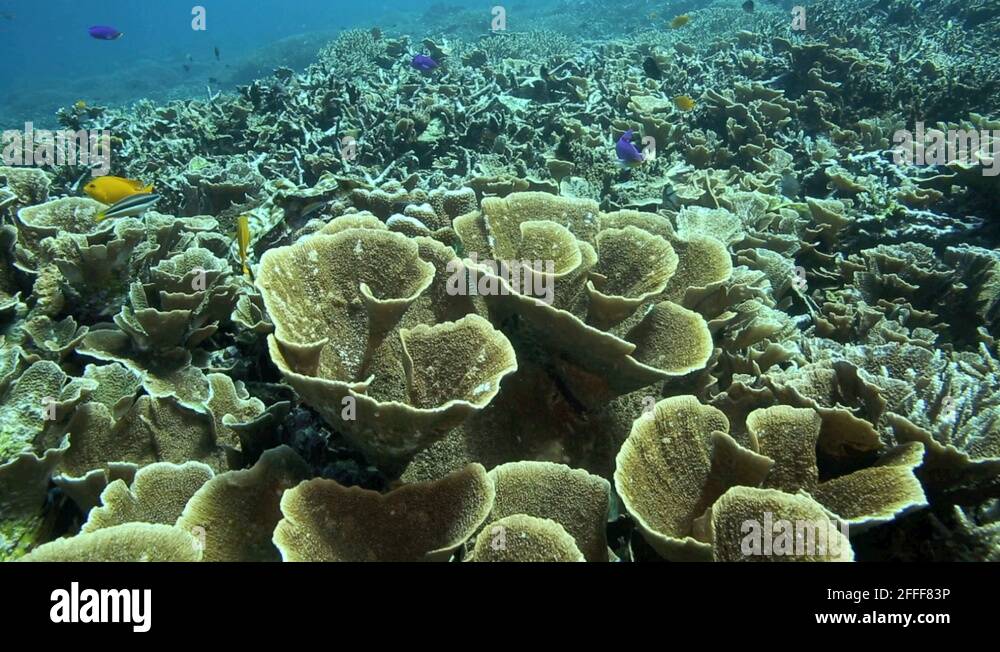 Coral reef underwater maze coral Stock Videos & Footage - HD and 4K ...