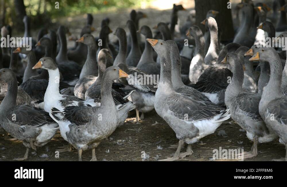 Grey goose france Stock Videos & Footage - HD and 4K Video Clips - Alamy