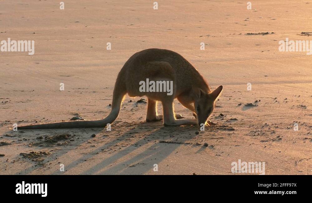 Skippy australia Stock Videos & Footage - HD and 4K Video Clips - Alamy