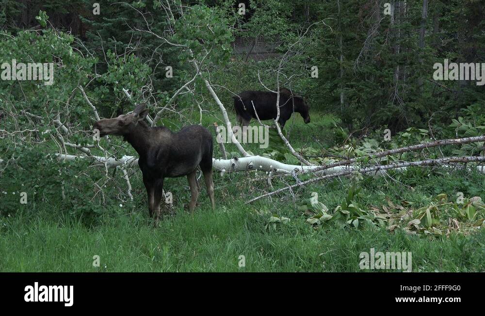 Calf moose Stock Videos & Footage - HD and 4K Video Clips - Alamy