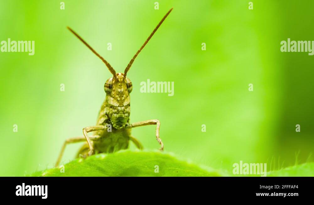 Grassland grasshoppers Stock Videos & Footage - HD and 4K Video Clips ...